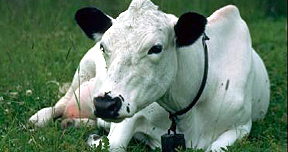 Cow