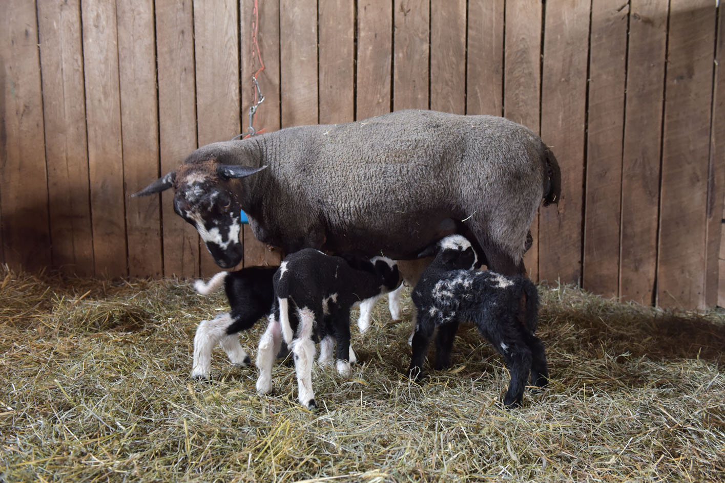 More Favorite Sheep: Count The Legs And Divide By Four