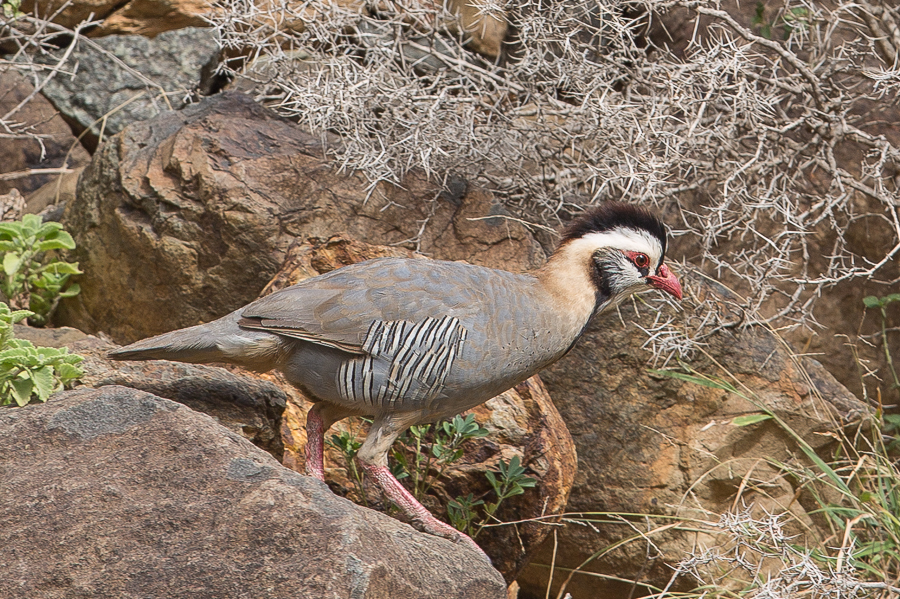 Birds of Saudi Arabia: Arabian Partridge