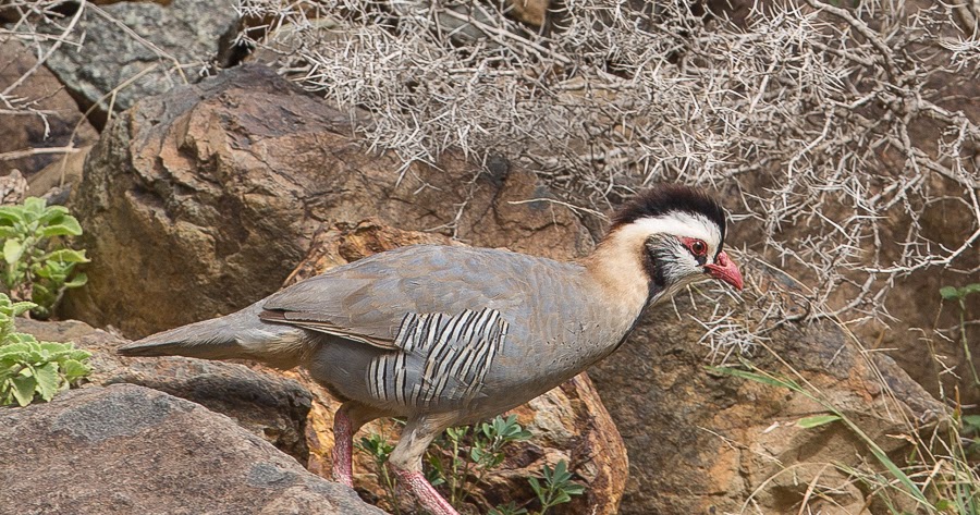 Birds of Saudi Arabia: Arabian Partridge