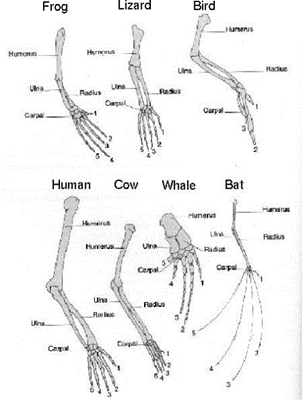 Notion of Evolution: Evolution of the Pentadactyl Limb