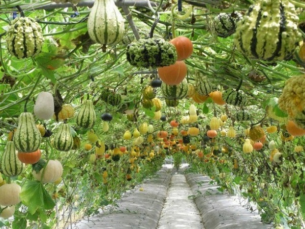 How To Build a Squash Arch ~ Goods Home Design