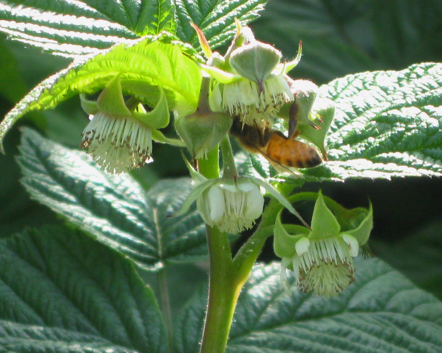 Strathcona Beekeepers' Library: Vancouver Bee Plants