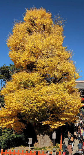 A Foray in the Green: Fall of an Ancient Gingko Tree in Japan