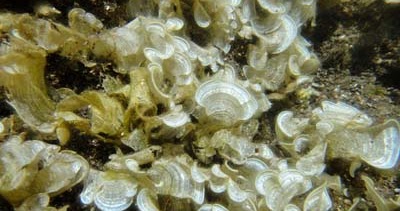 Seaweed Research Journal 海藻研究ジャーナル : Padina minor（ウスユキウチワを採取）