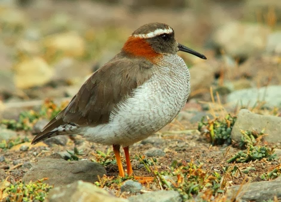 Argentina nativa: Chorlito de vincha (Phegornis mitchellii)
