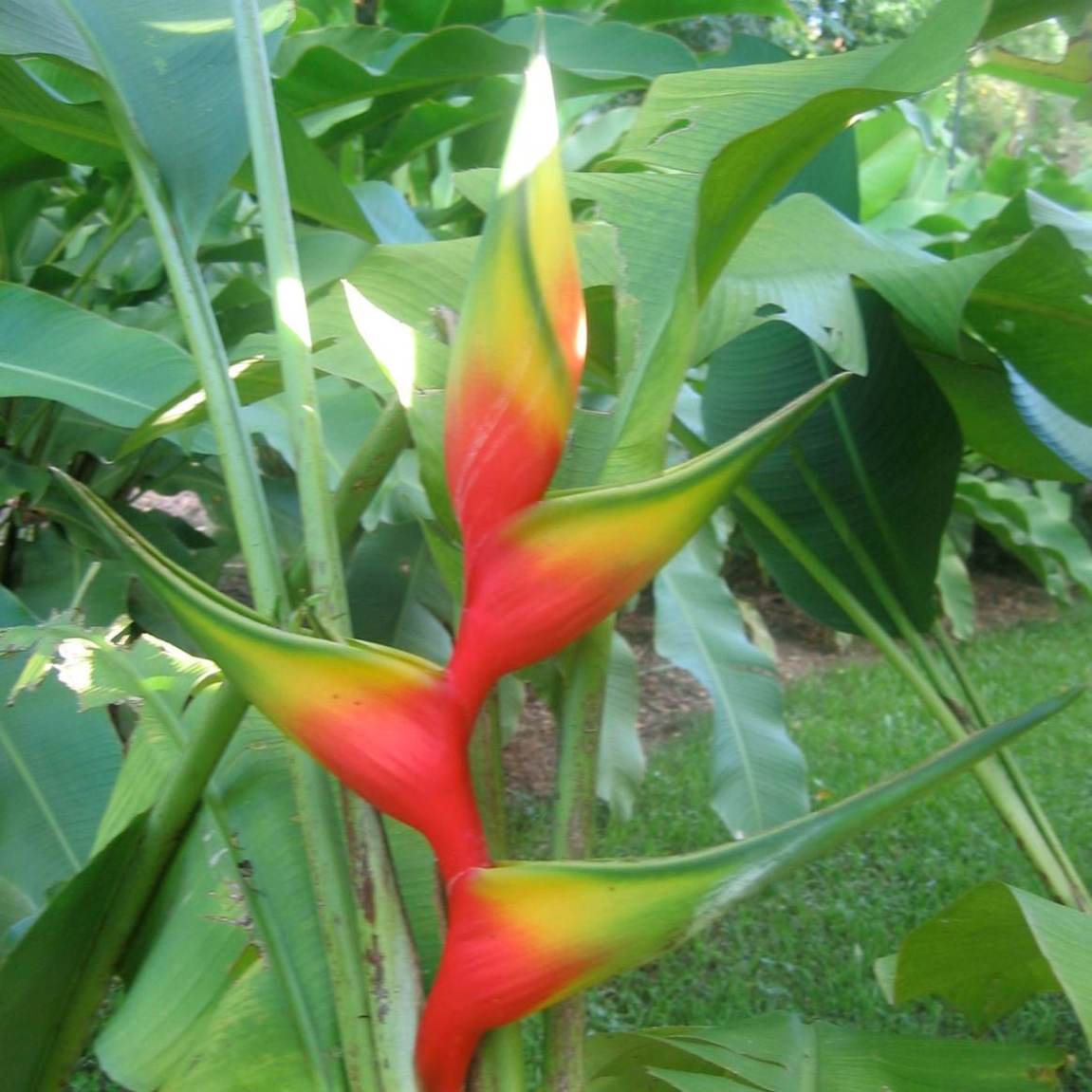 Heliconia Flower Color Plant