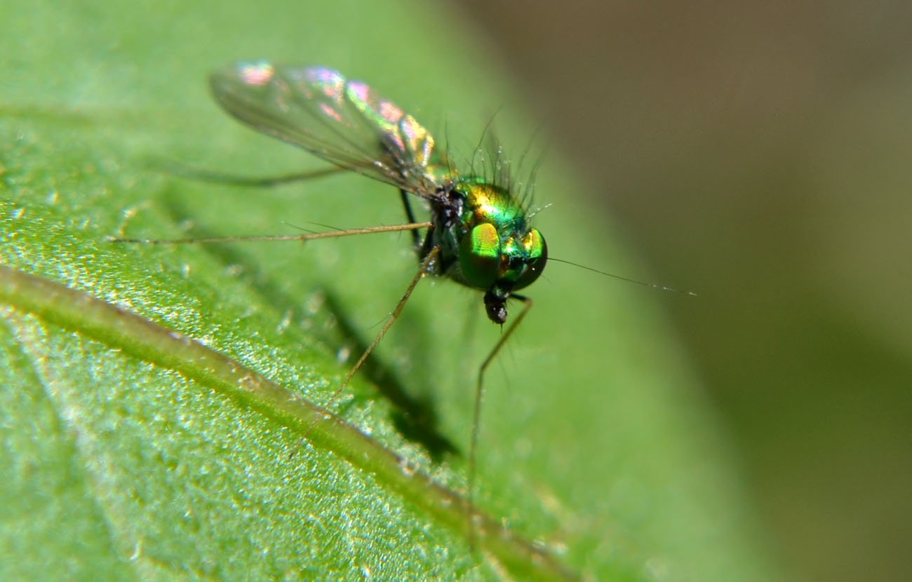 Woods Walks and Wildlife: Garden Bugs Up Close