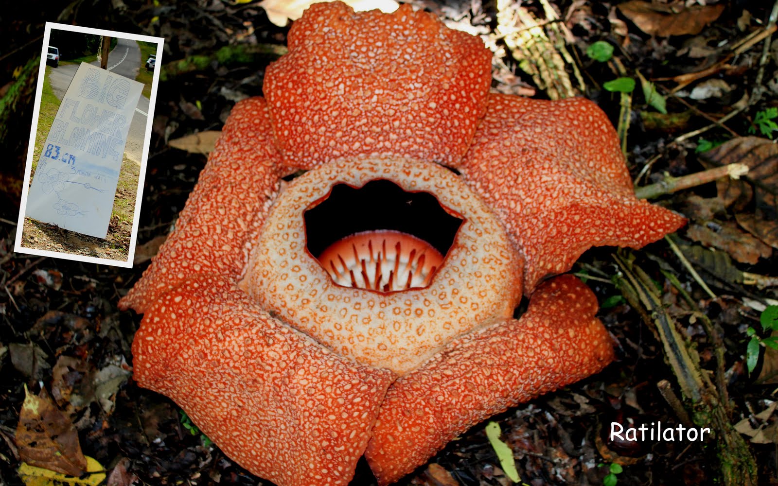 The Giant Flower - Rafflesia