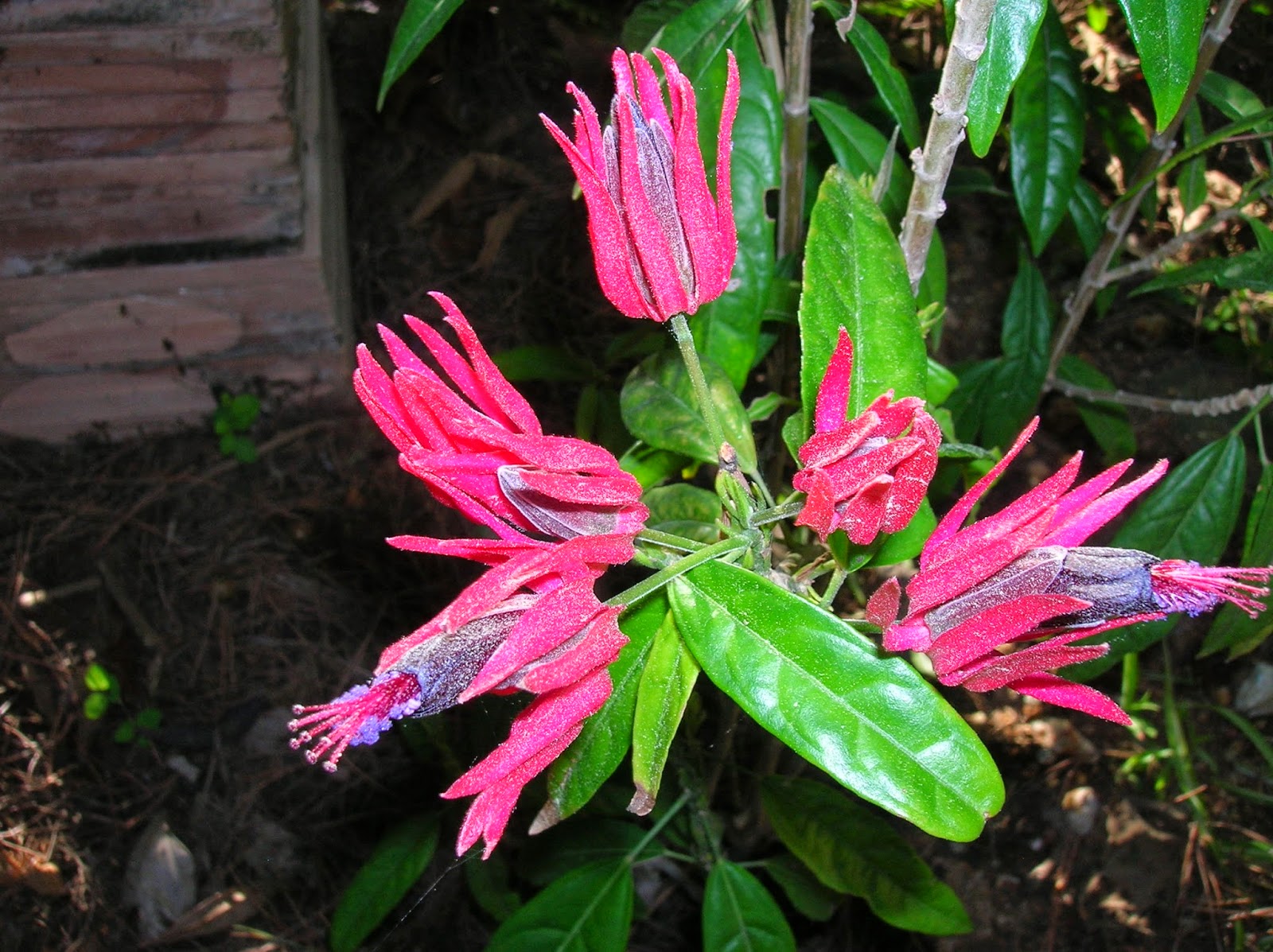 Recregarden: PAVONIA MULTIFLORA
