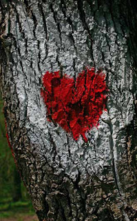 Turismo Serbia: Stari Begej – Carska Bara. Naturaleza Serbia en estado ...