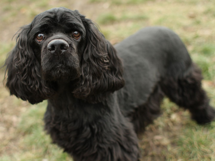 Visiting Daisy and Rudy - Cocker Spaniels