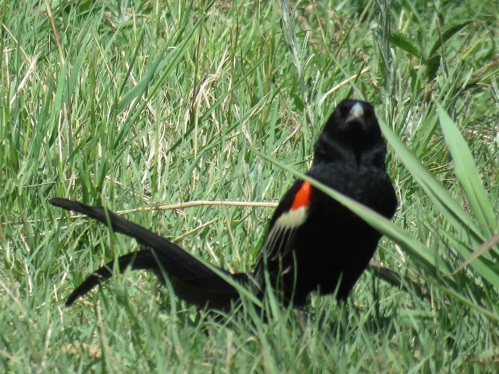 Bird & Travel Photos, Birding Sites, Bird Information: BREEDING MALE ...