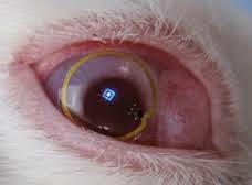 Fungsi Lensa Mata ( Eye Lens ) dan Kornea Pada Mata Manusia dan pada ...