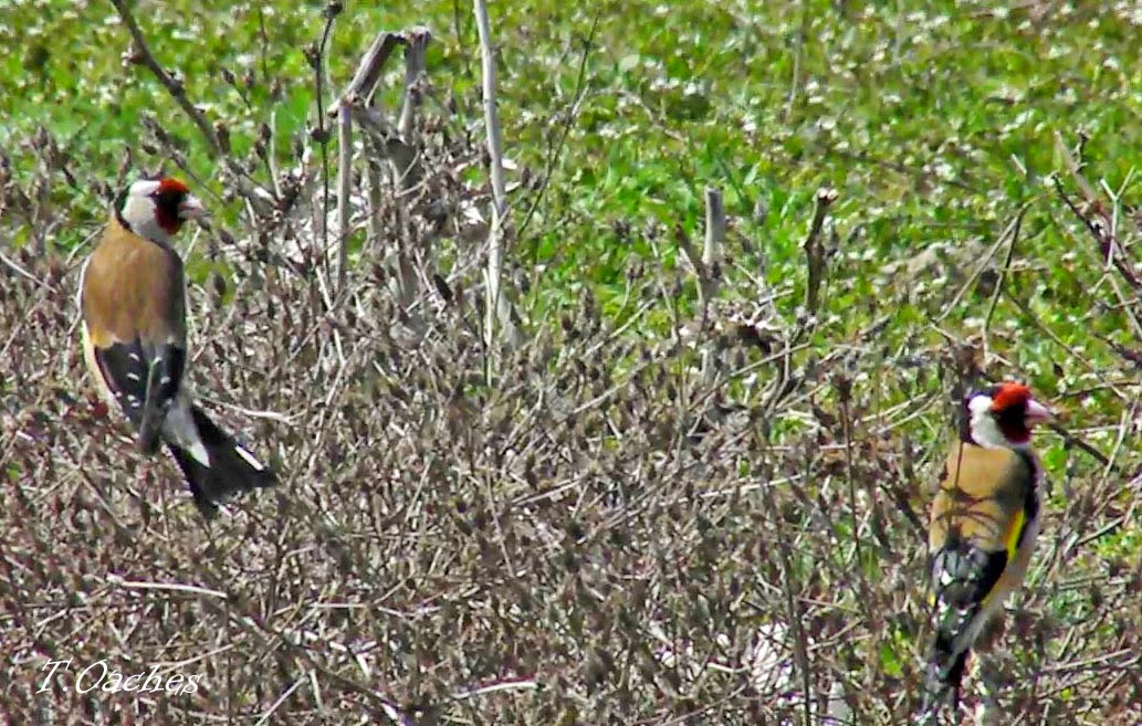 PASARI DIN ROMANIA: STICLETE(1), Carduelis carduelis