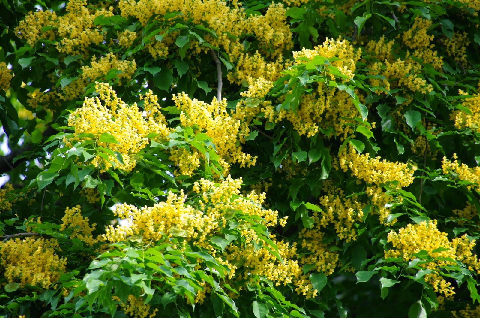 Trees and Plants: Angsana