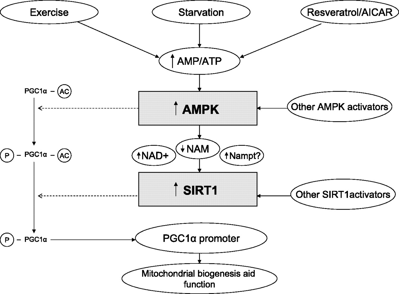 The Boundless Thicket: Red Wine: the Elixer of Life?