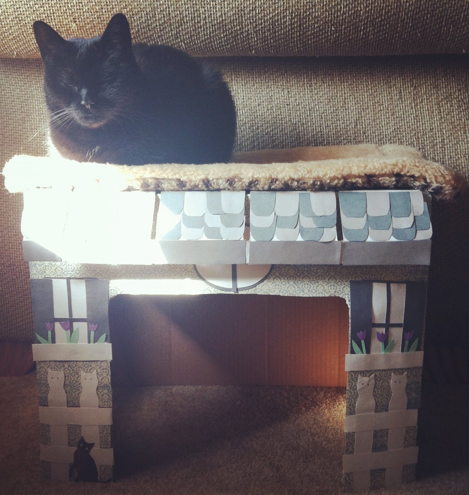 Catsparella: Extreme Makeover: Cardboard Box Edition