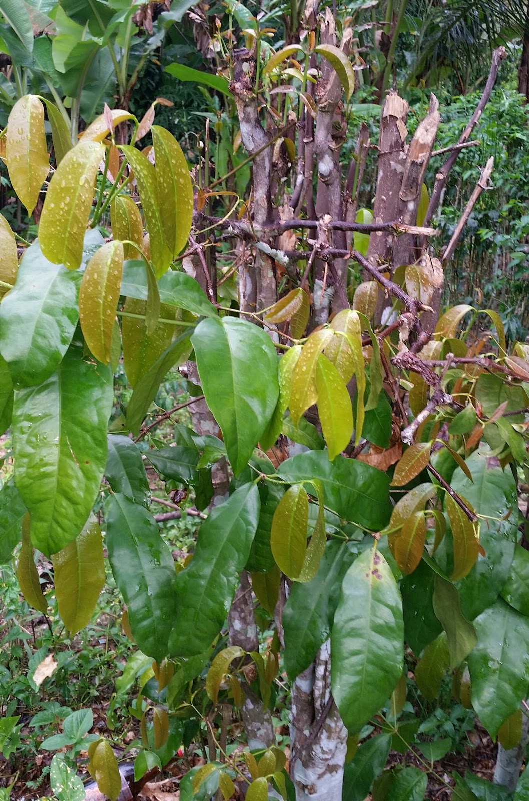 Warisan Petani: Pokok Belinjau.