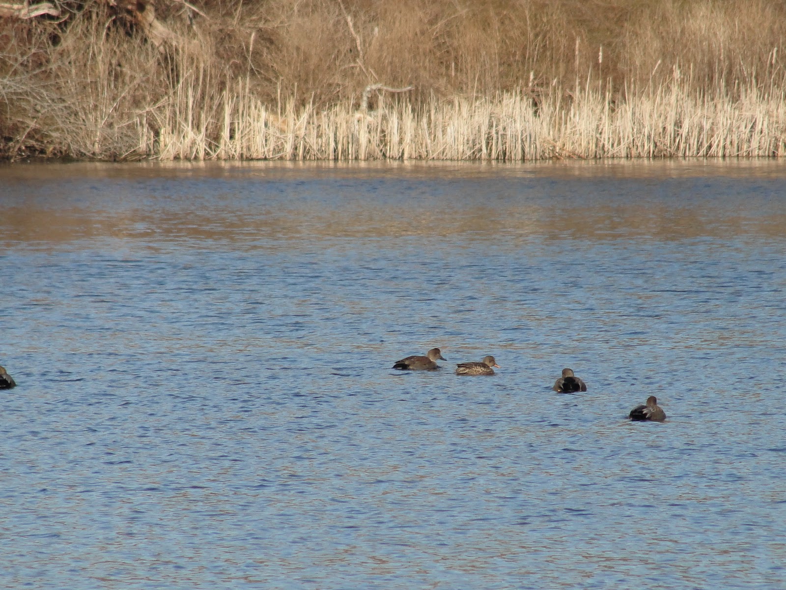 Cape Cod Art and Nature: Of Ducks and Swans....