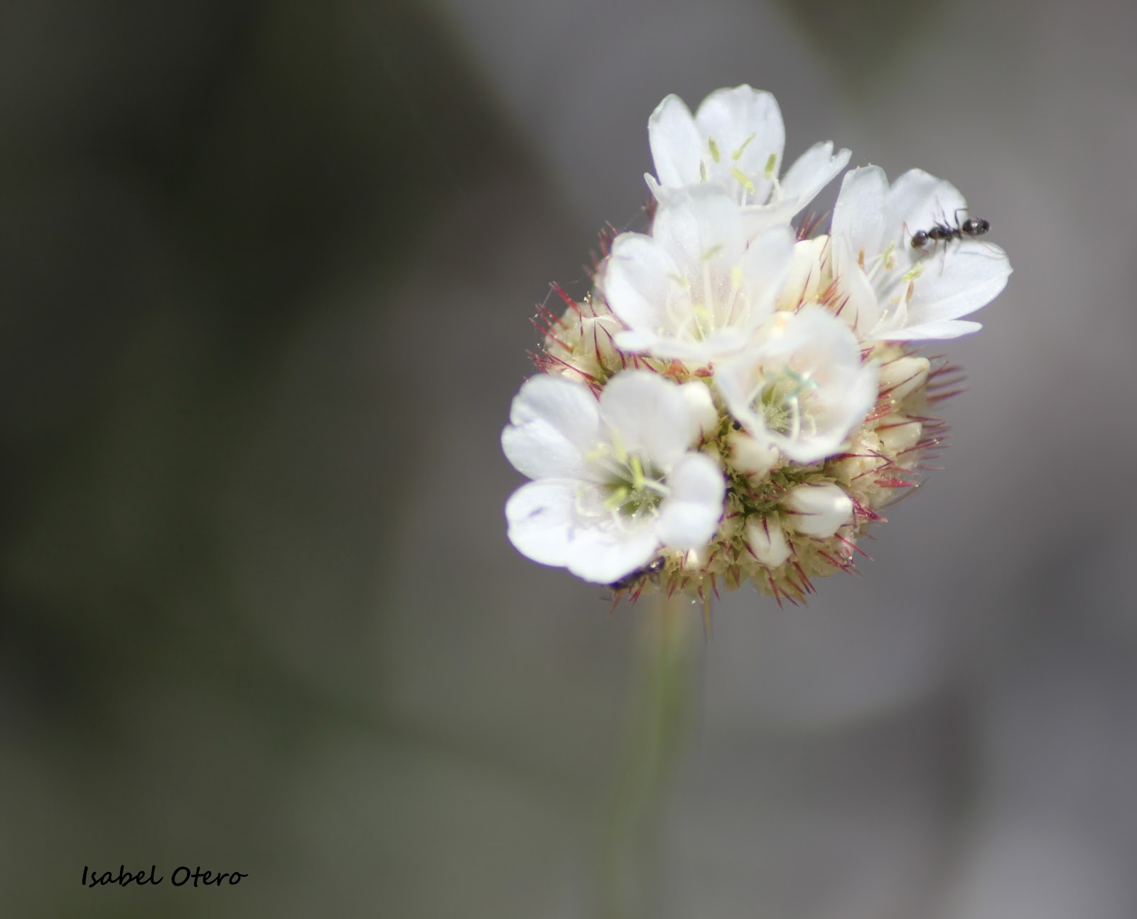 Miradas a través de un visor.: FLORES BLANCAS. Contemplar flores ...