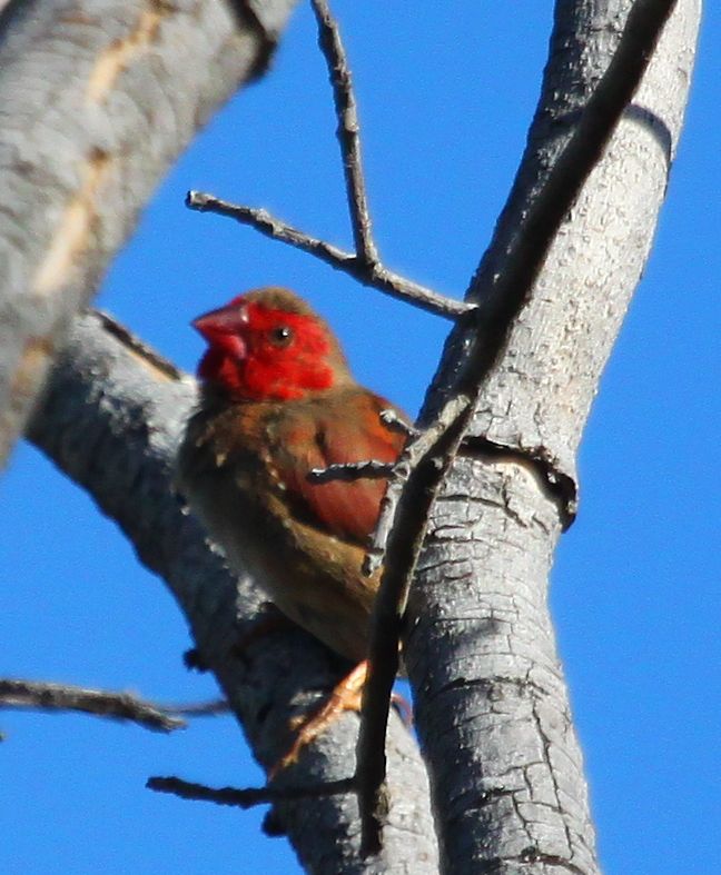 Richard Waring's Birds of Australia: Purple-crowned Fairy-wren, Crimson ...