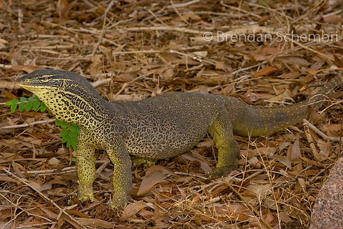 Jenis - jenis atau Macam - macam Varanidae / Varanus / Varanatic ...