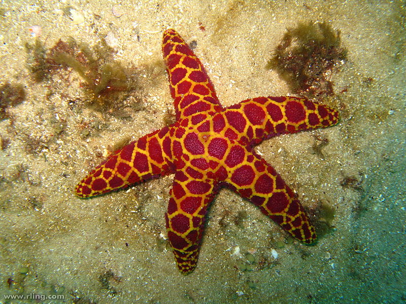 Starfish ~ Aquatic Animals