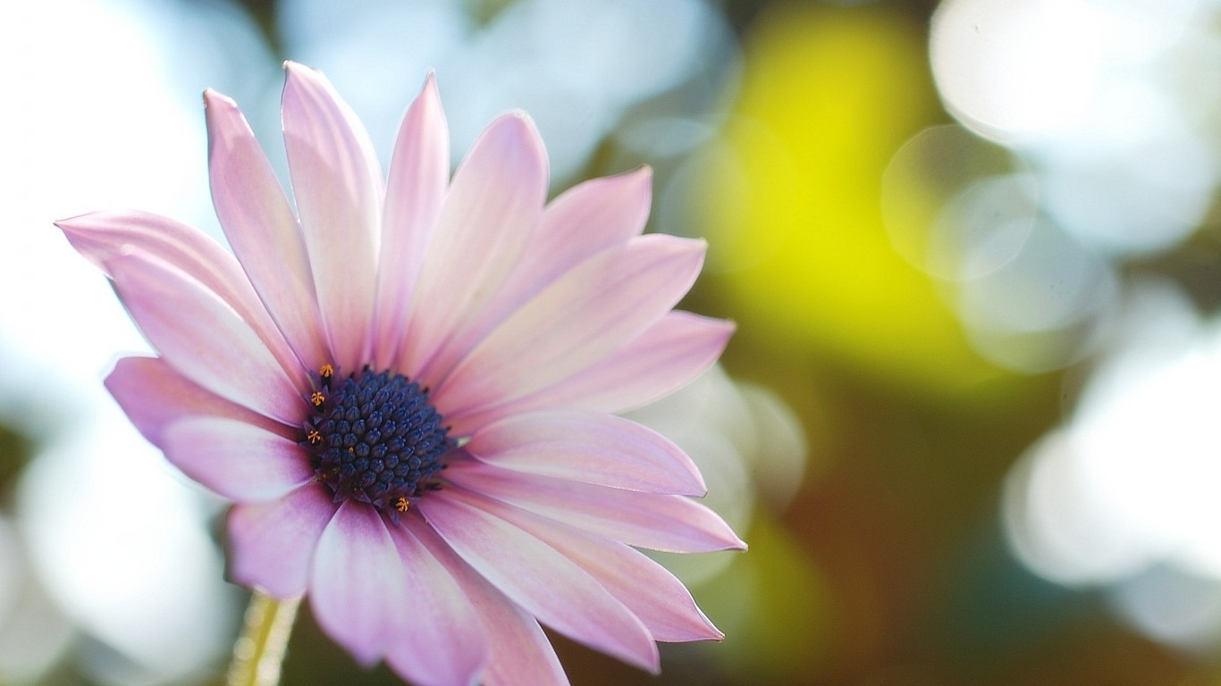 Desktop Widescreen Wallpapers: Blooming Flowers | PicFish