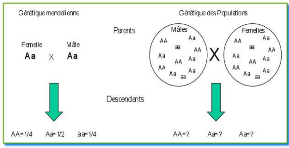Cours de Génétique 2 SV5 PDF