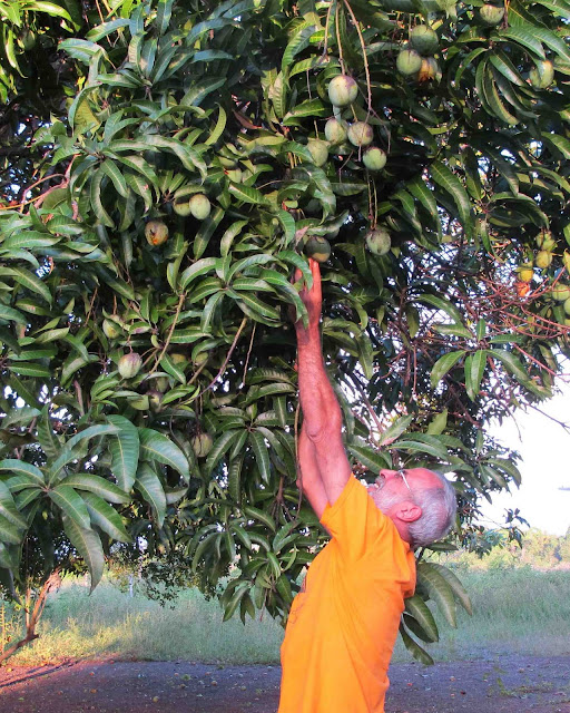 The Adventures of Andrea and Salvador: Mangos Mangos Everwhere!