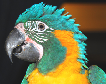 Blue Throated Macaw | The Life of Animals