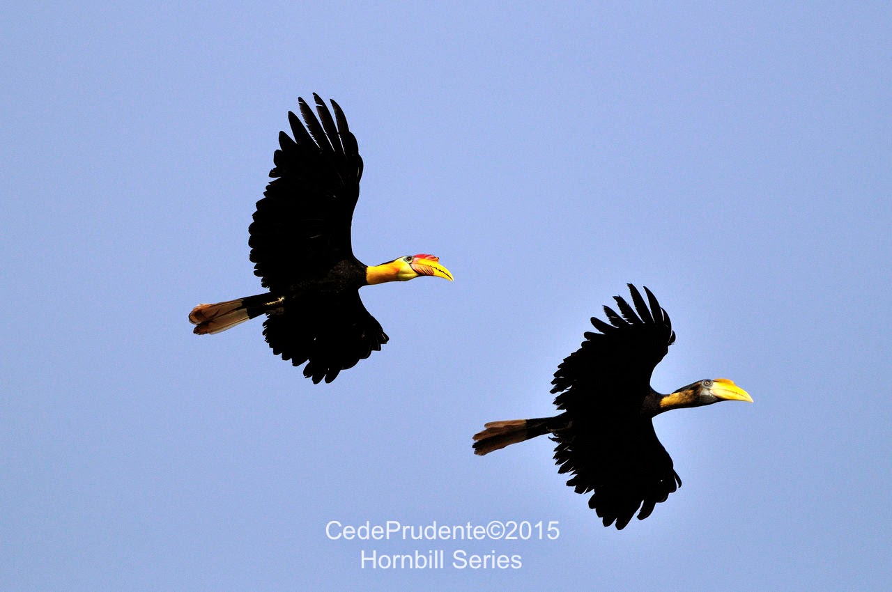 Great Hornbill Flying In Groups