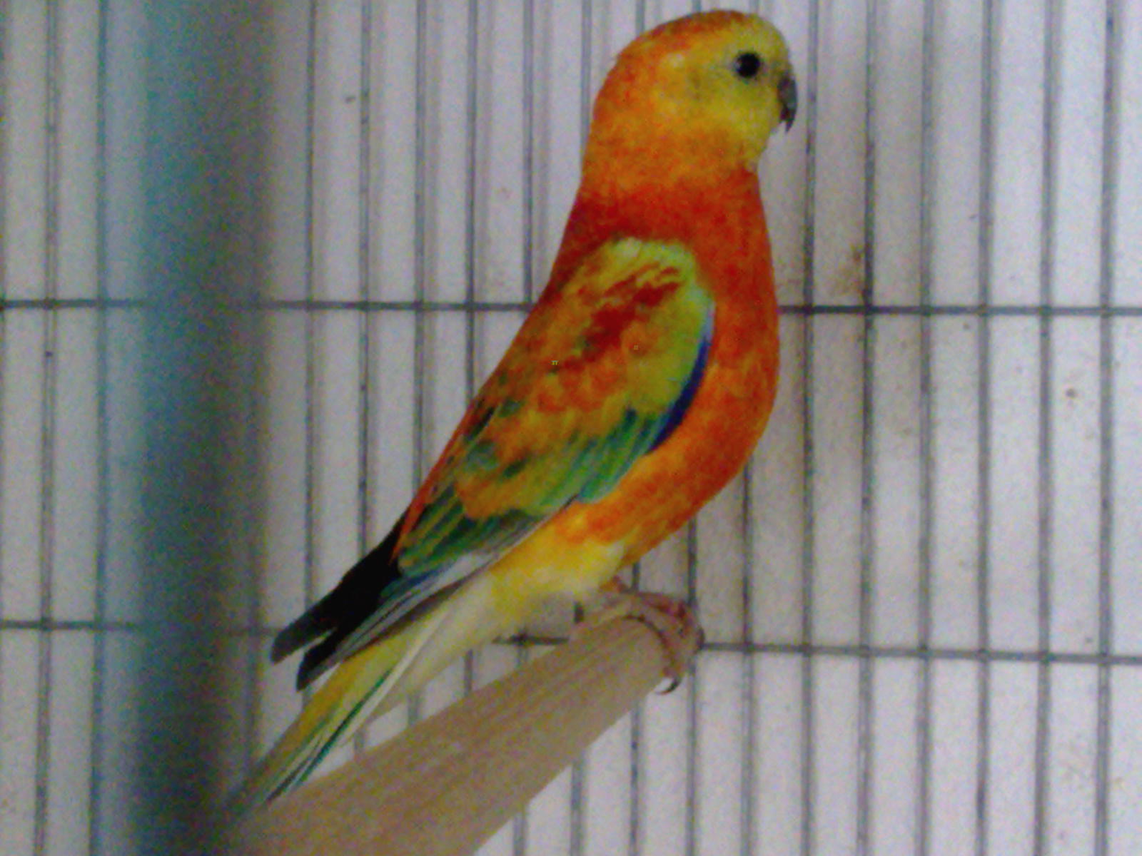 CRIAÇÃO DE RED RUMPED