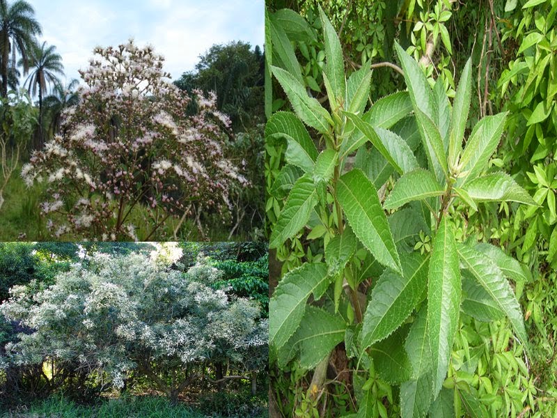 ALMA VERDE: COMO O ASSA PEIXE É PODEROSO CONHEÇA SUA FORÇA TERAPÊUTICA