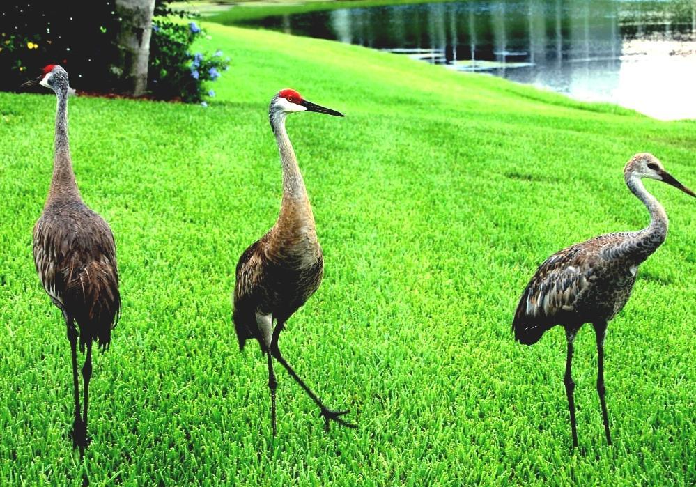 Sandhill Crane - Cranes Of Florida