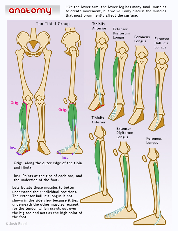 Drawsh: The Tibial Group