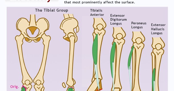Drawsh: The Tibial Group