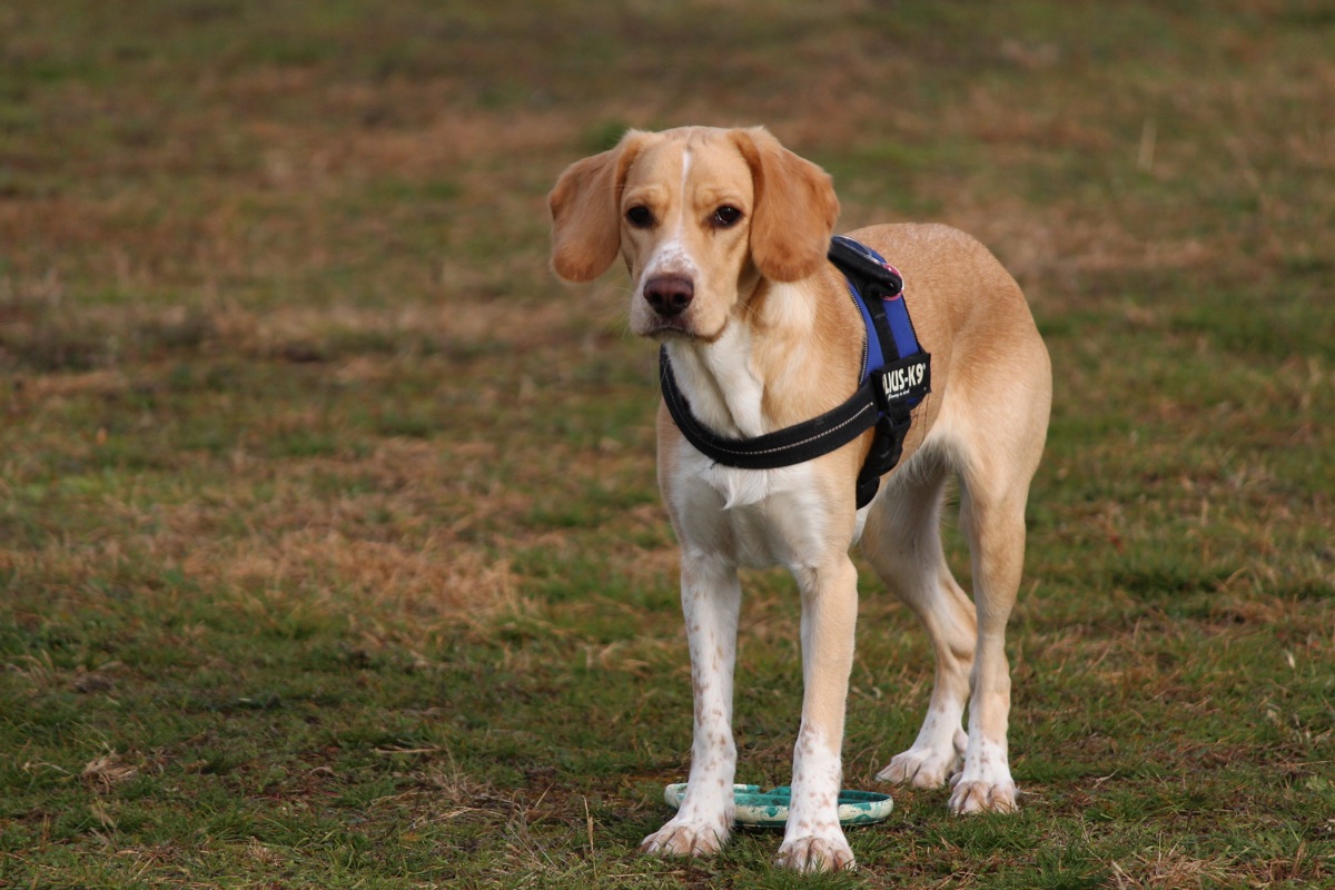 Spanador, Cockerdor, Mini Labi oder einfach Emma