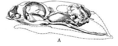 Life is short, but snakes are long: Egg-eating snakes