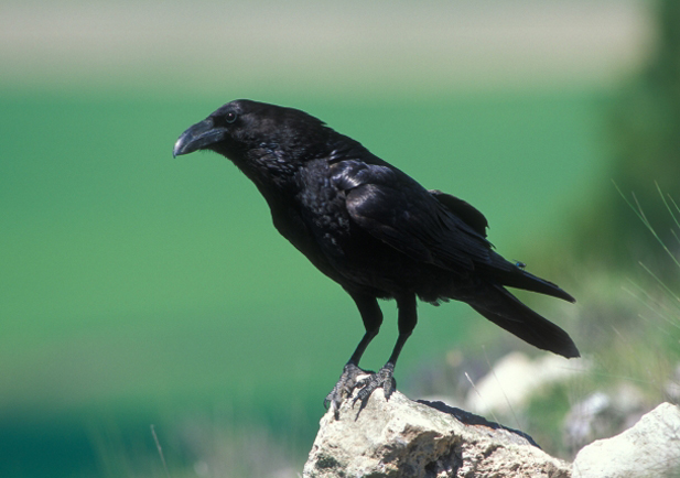 El Cajón del Maestro: Cuervo Grande.