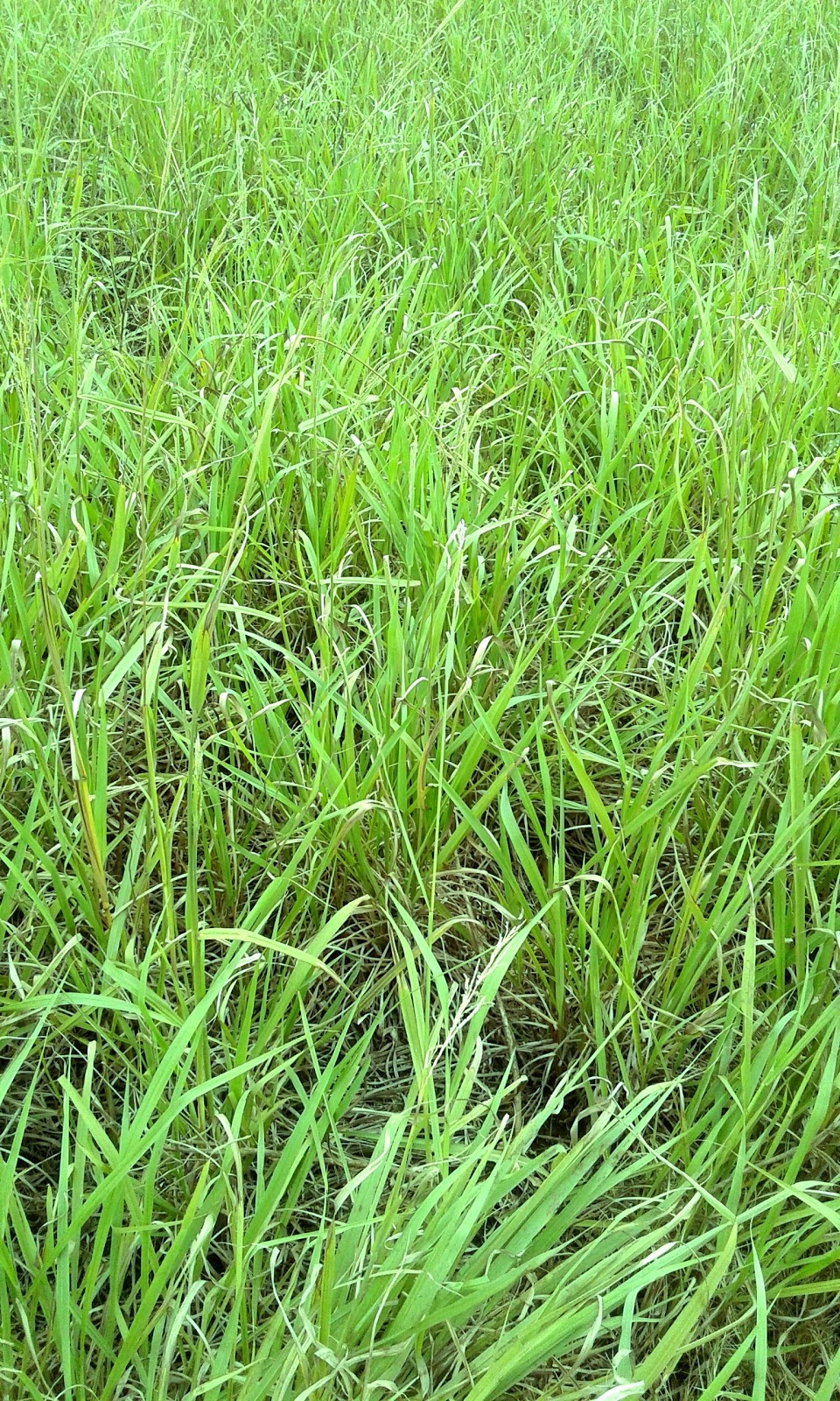 Environmental Rehabilitation and Indigenous Landscape Design: Vasey ...