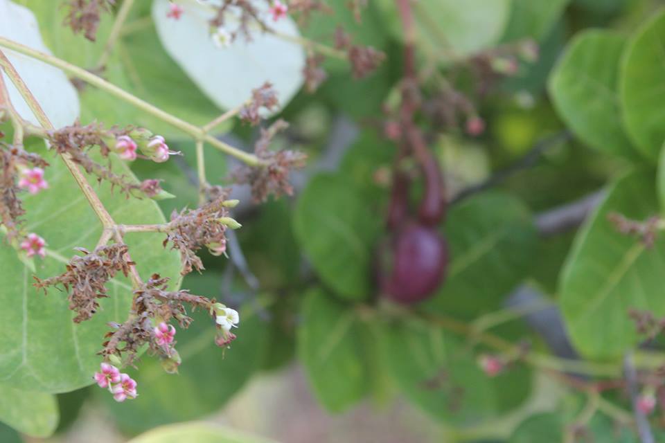 Anacardier ou pomme cajou