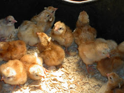 AMERICAN BUCKEYE CLUB: Buckeye Breed History