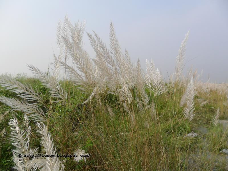 Kash Ful(কাশ ফুল) - Saccharum spontaneum