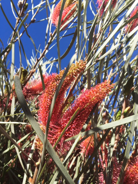 A Passion for Flowers: In the Field: Emu Tree