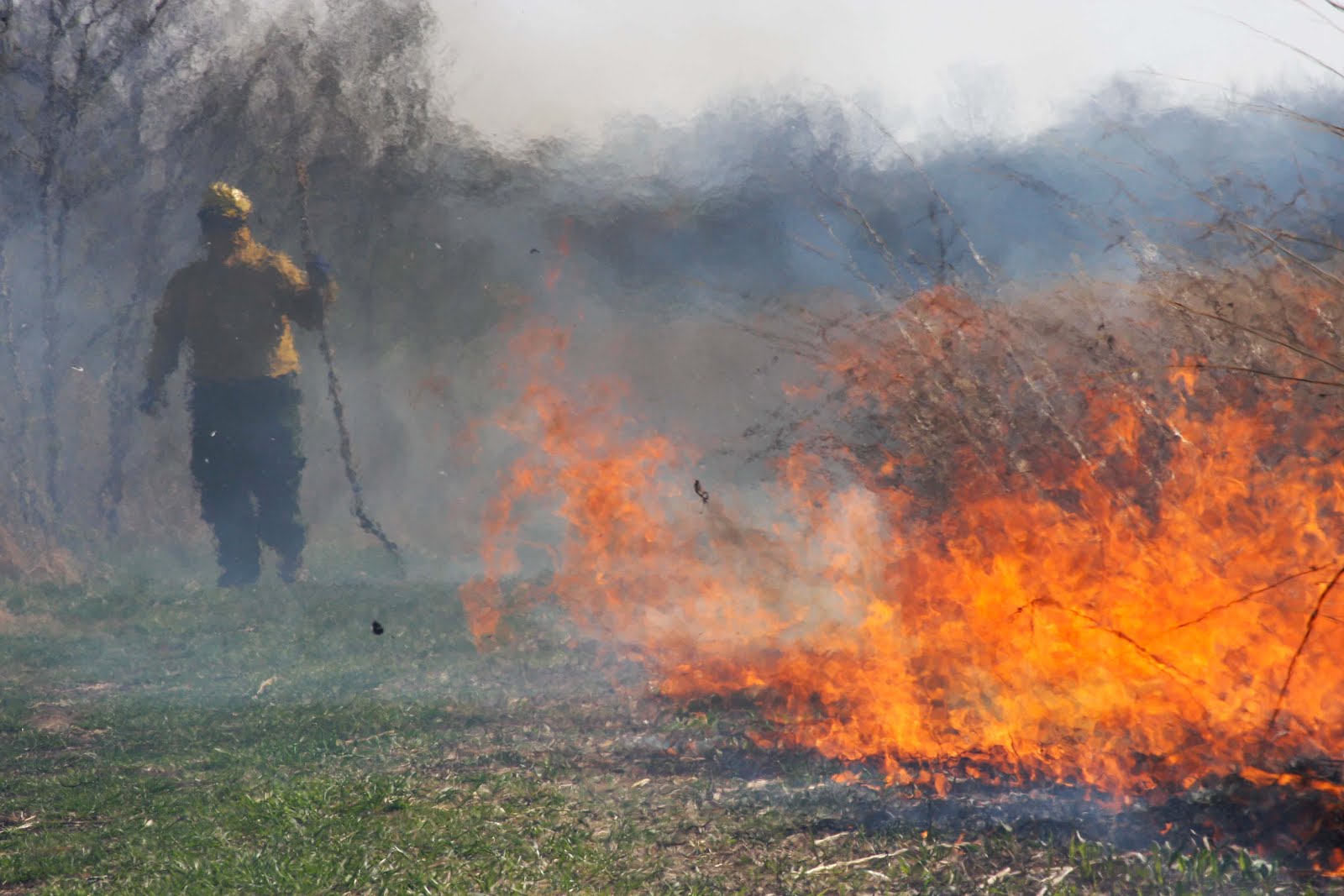 Environmental Almanac: Prescribed burns enable prairie to thrive