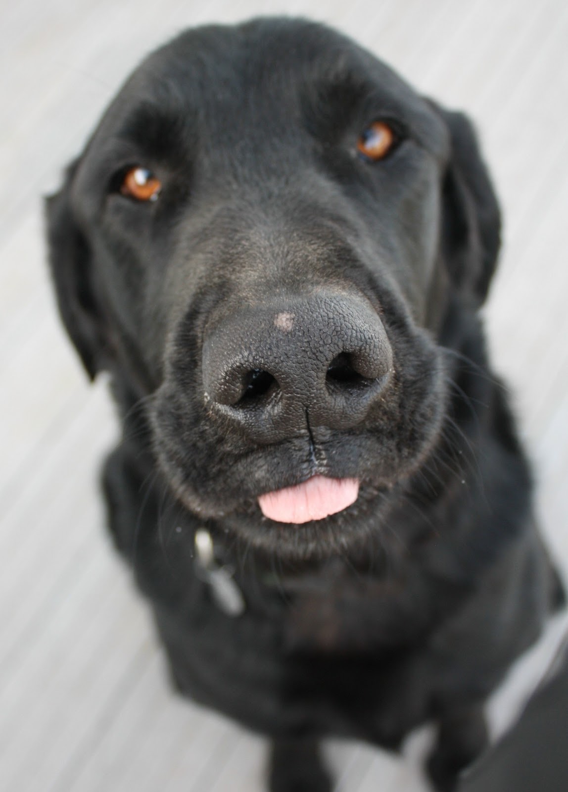 What Didn't Kill Me: the dog chronicles: Shadow.