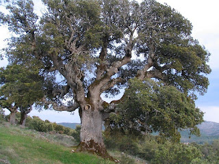 LA CARA OCULTA DE LA LUNA: Encinar centenario