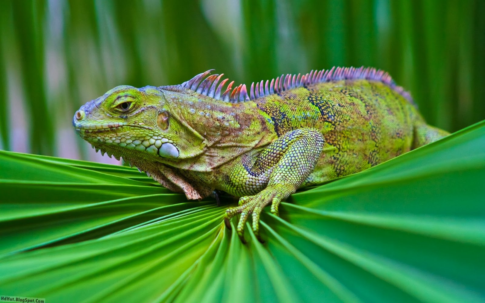 Top 18 Most Beautiful And Unseen Iguana Wallpapers In HD ( new )